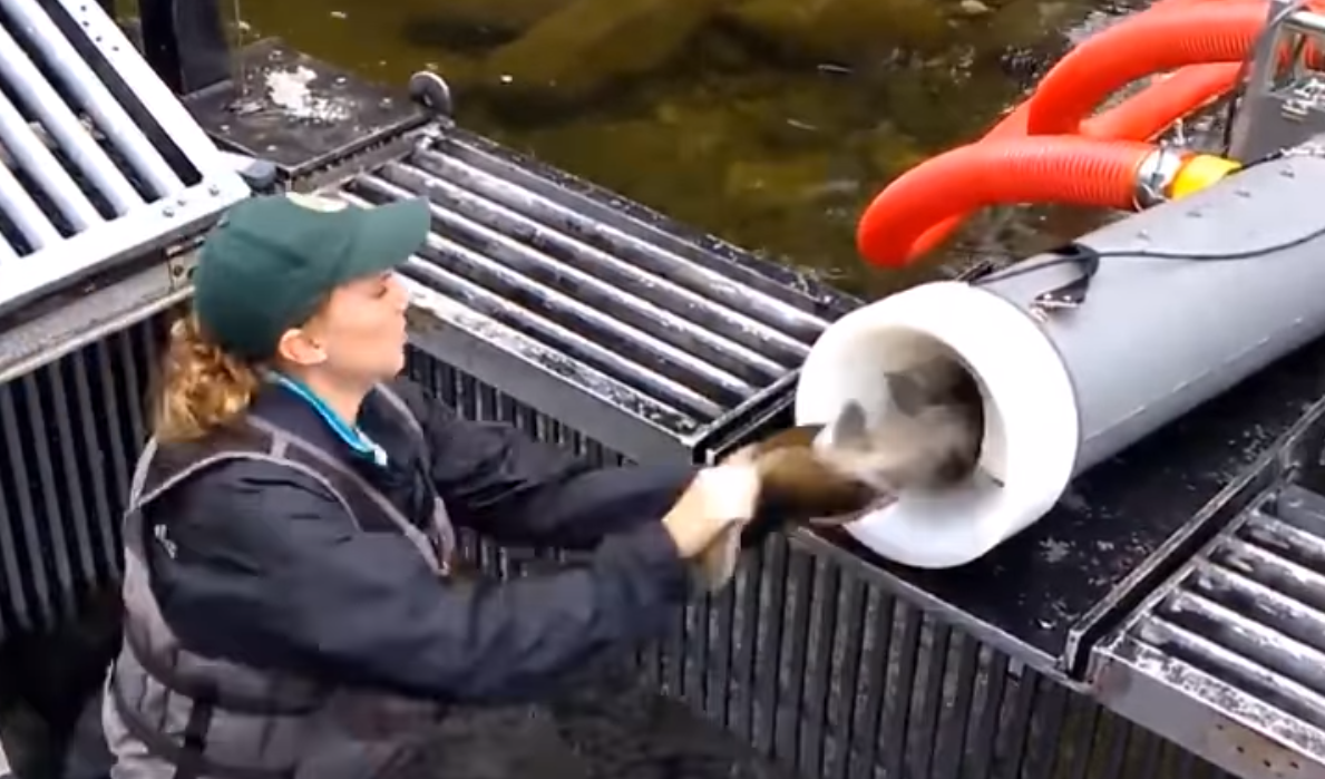 VIDEO: "Fish canon" helping salmon spawn - Fishing World Australia