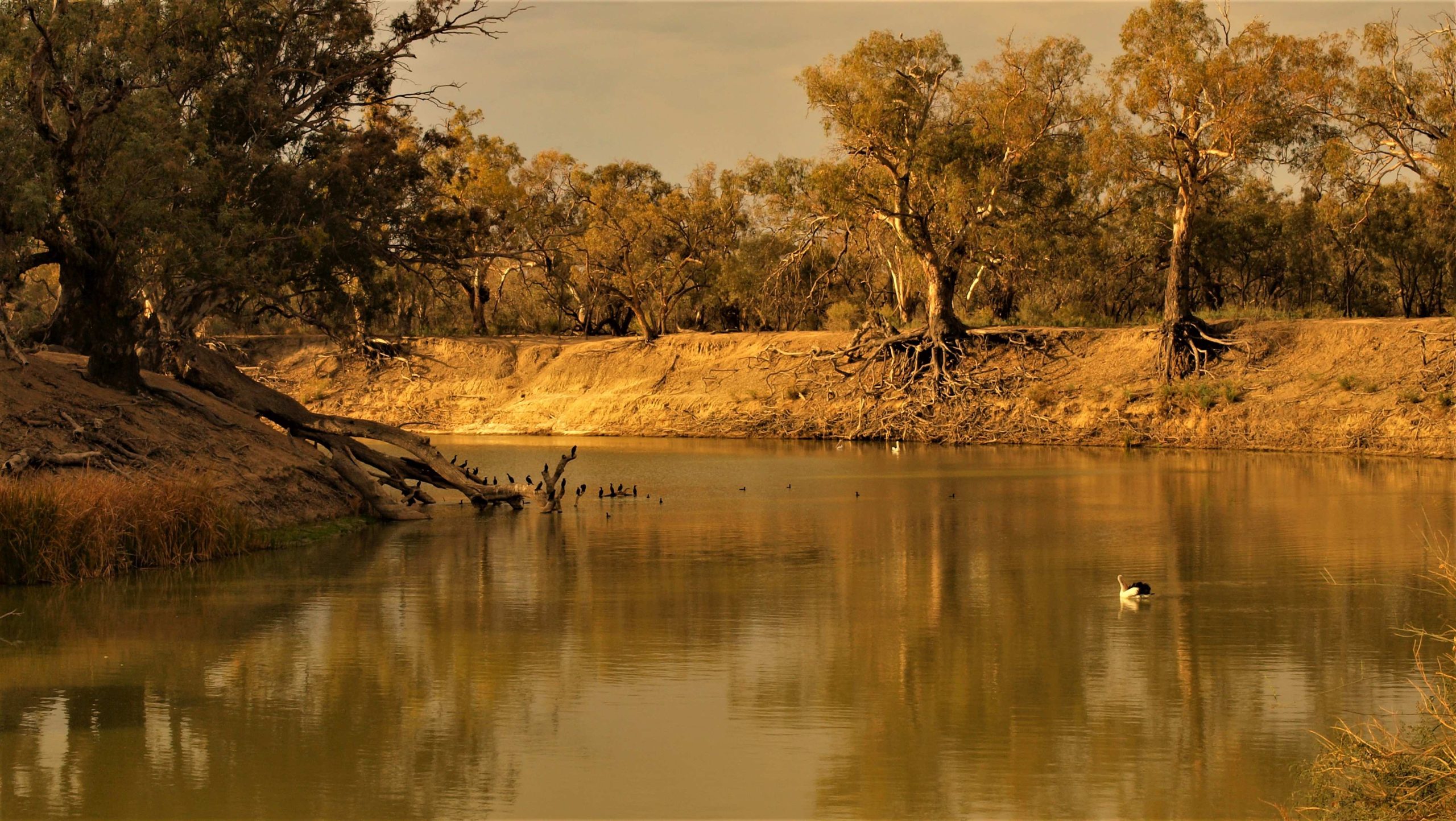Barwon-Darling Water Resource Plan: Have your say! - Fishing World ...