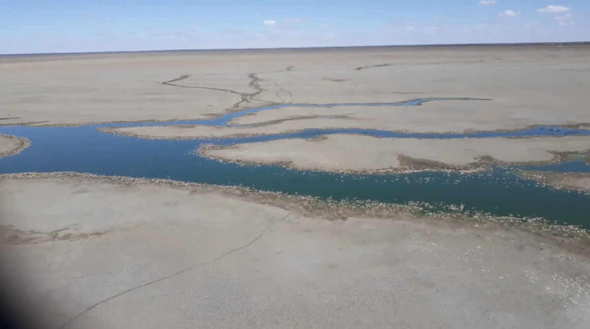 Apparent mass fish kill in Menindee Lakes system - Fishing World Australia