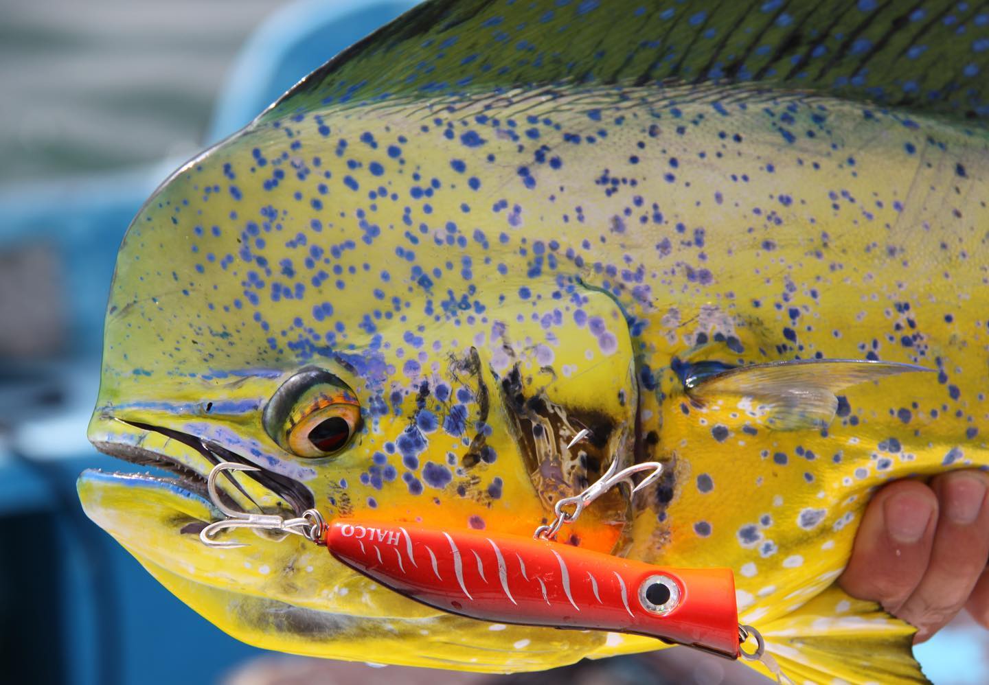 WA fish aggregating device (FAD) network - Fishing World Australia