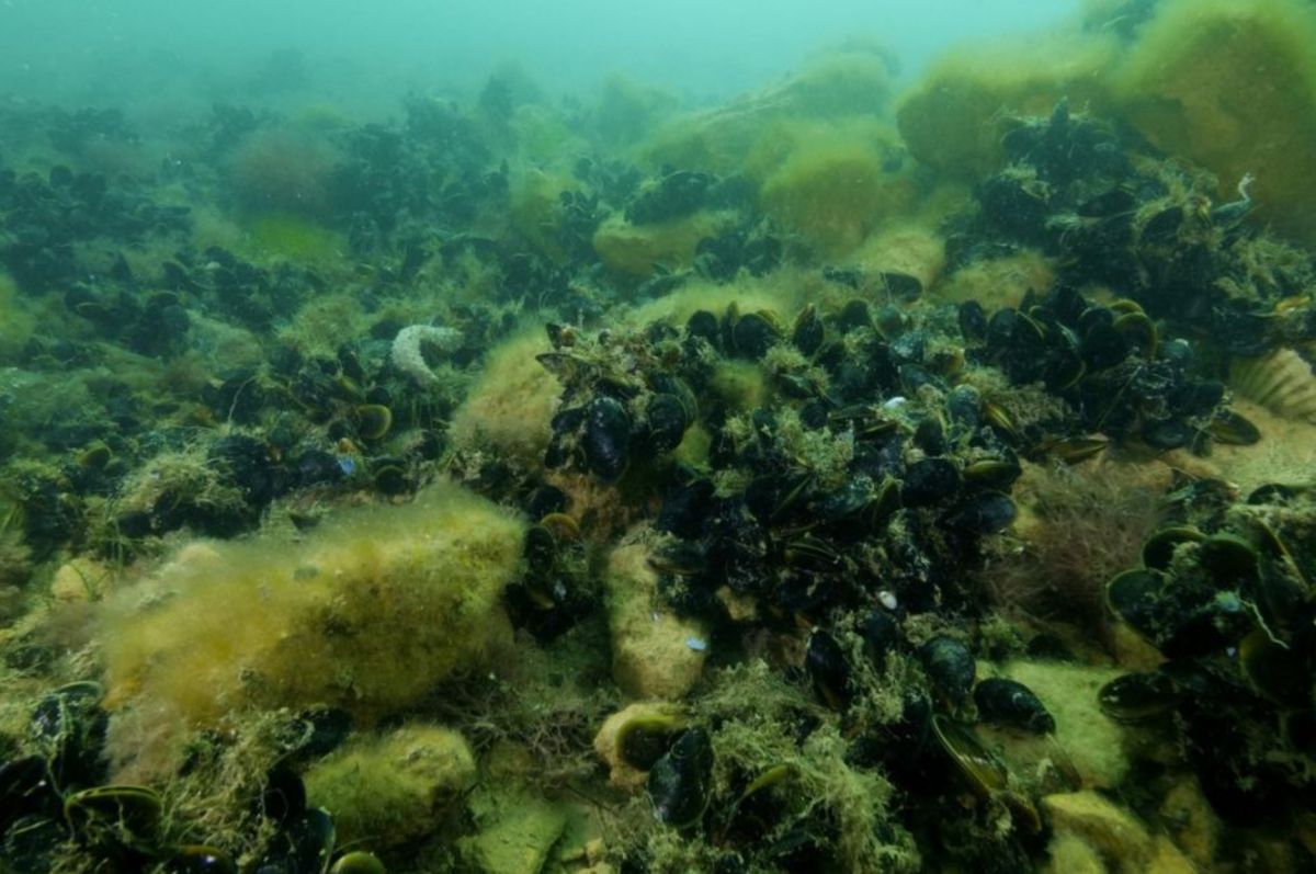 Shellfish reefs breathing life into Port Phillip Bay - Fishing World ...