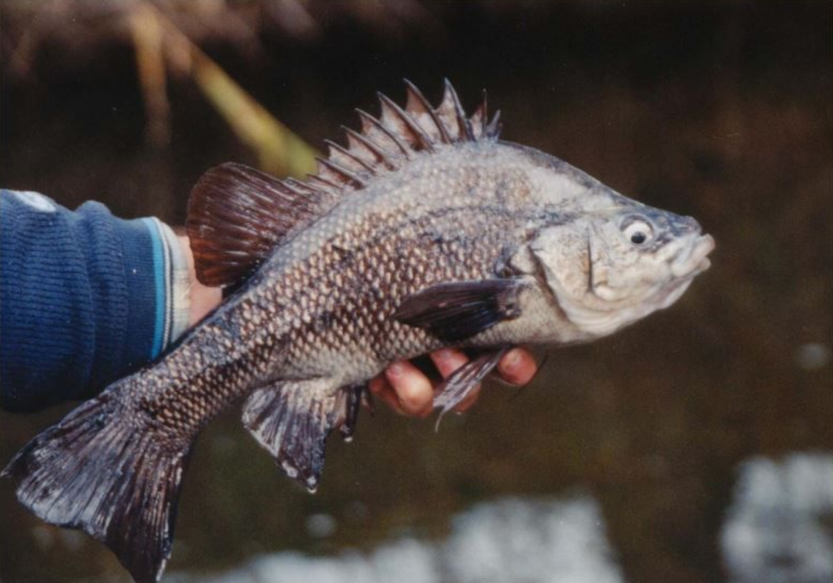 The search for the perch - Fishing World Australia