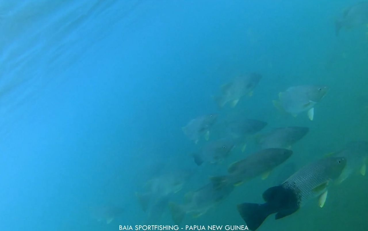 VIDEO: Huge school of spot tail bass in PNG - Fishing World Australia