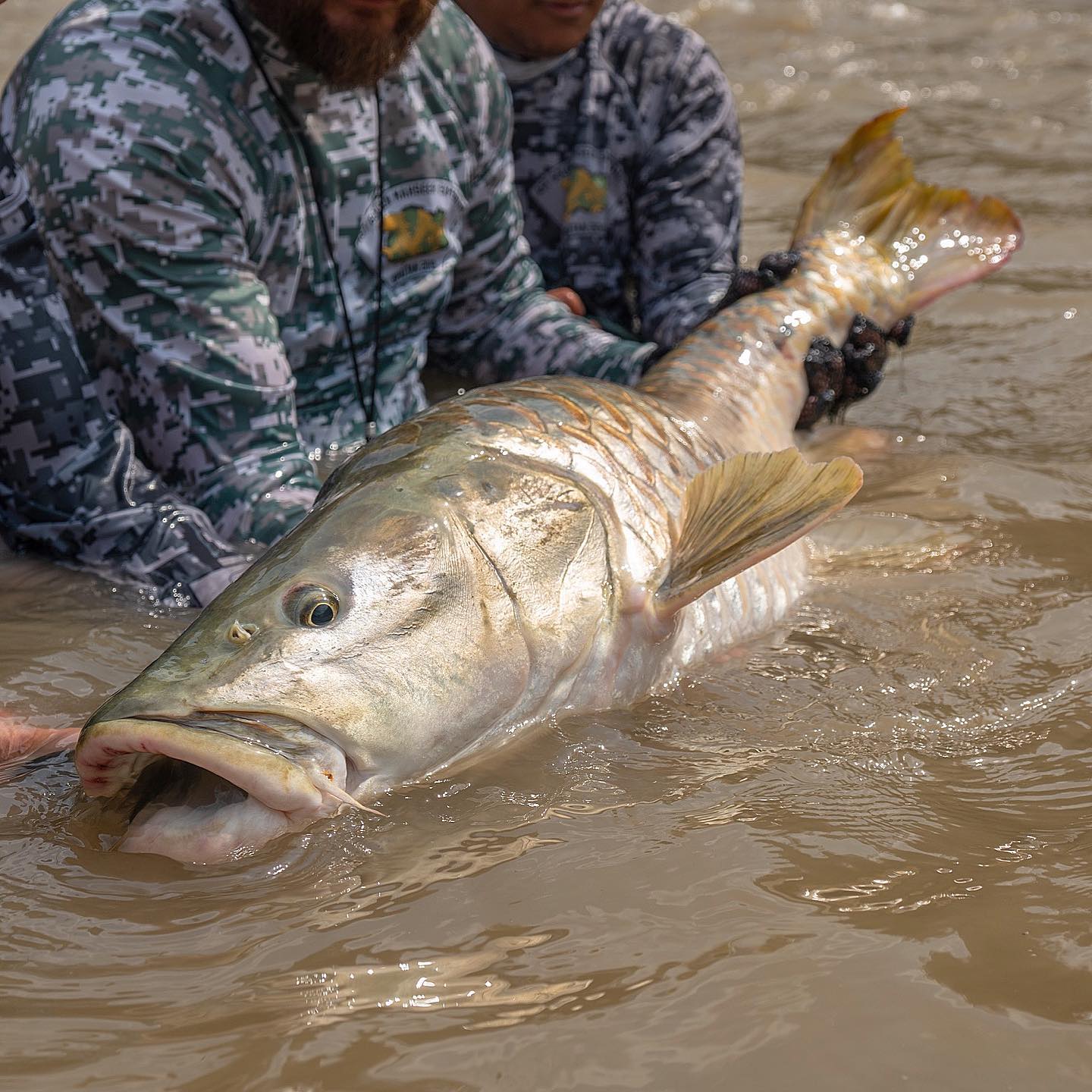VIDEO: Dragons Gold - the search for giant golden mahseer - Fishing ...
