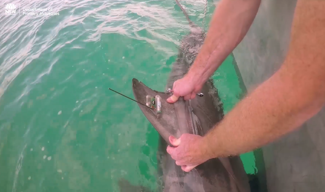 VIDEO: NSW DPI shark tagging - Fishing World Australia