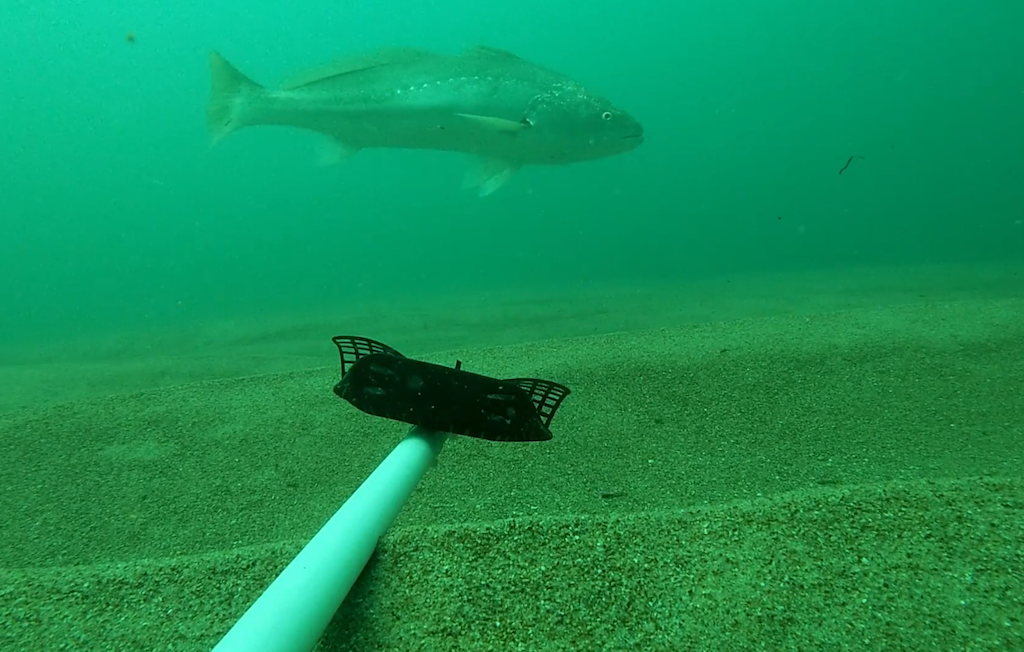 VIDEO: Bunbury reef fish species - Fishing World Australia