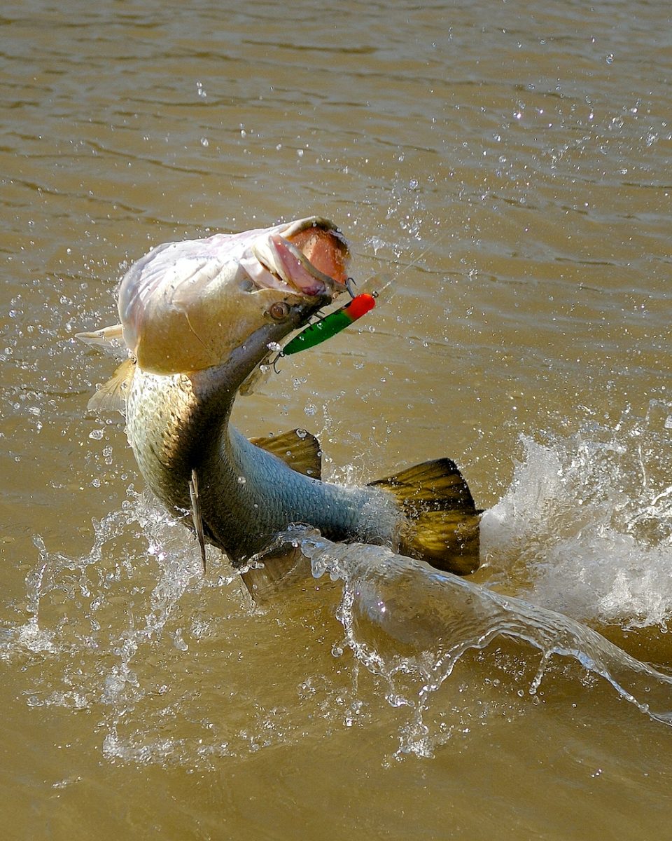 Top End launches Season 6 of Million Dollar Fish - Fishing World Australia