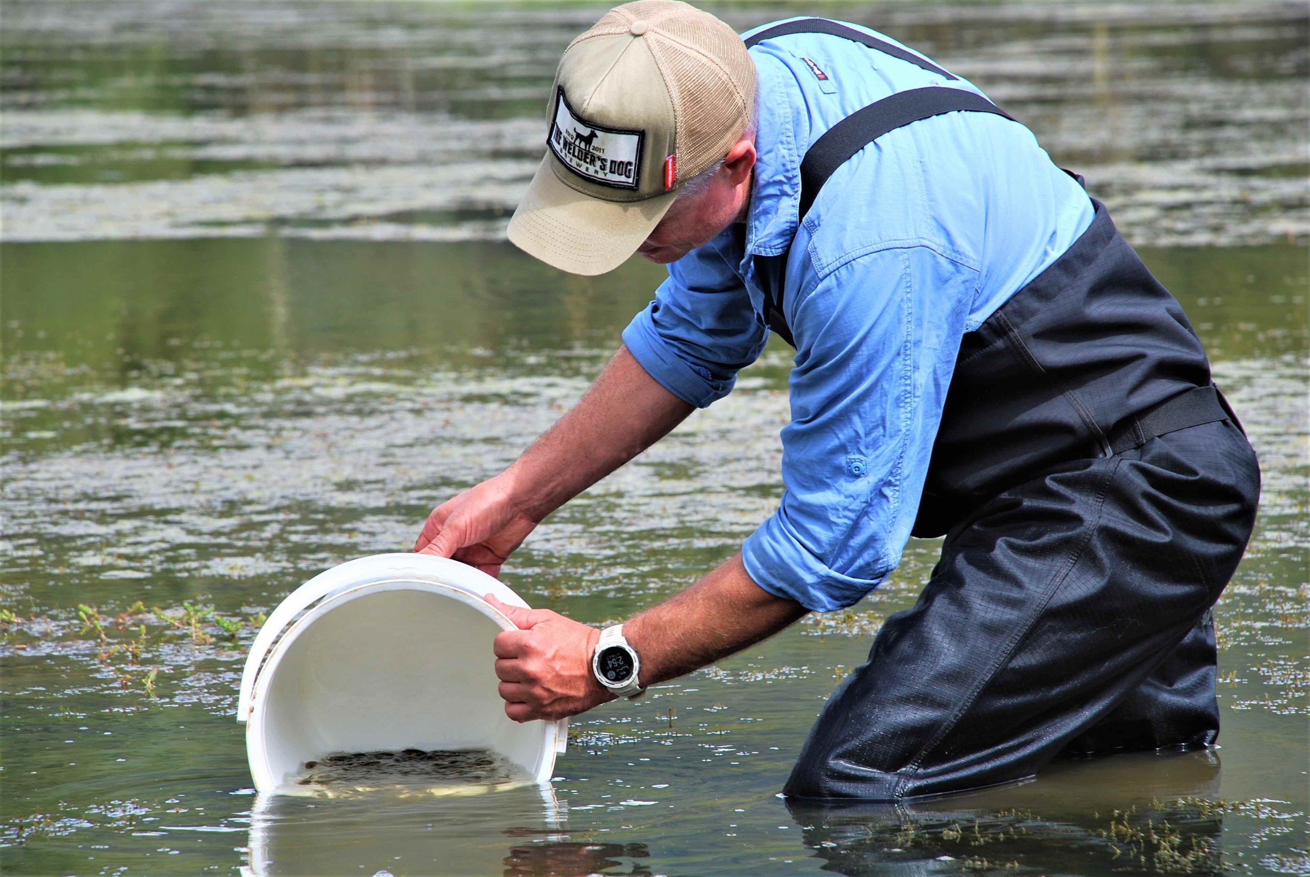 Macquarie perch release - Fishing World Australia