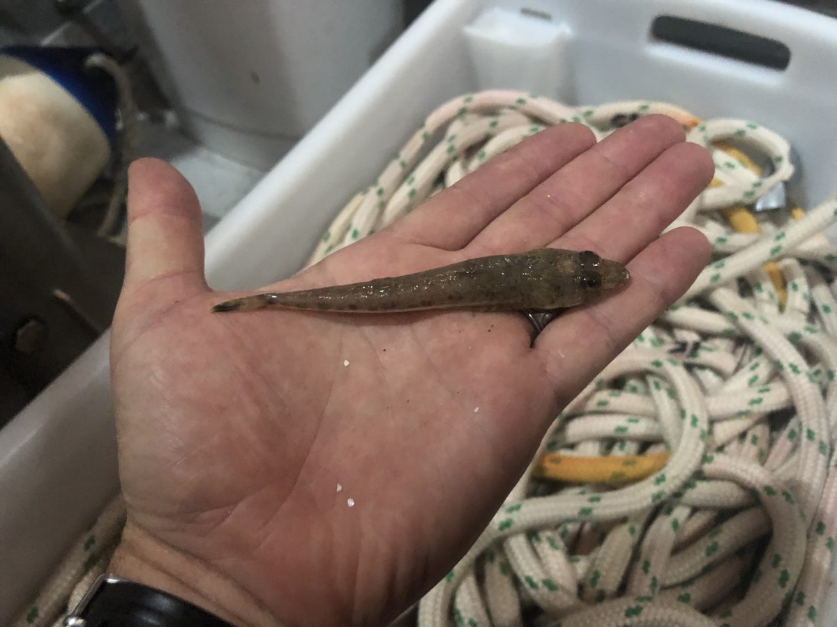 Victorian fisheries: Best sand flathead spawning in two decades for ...