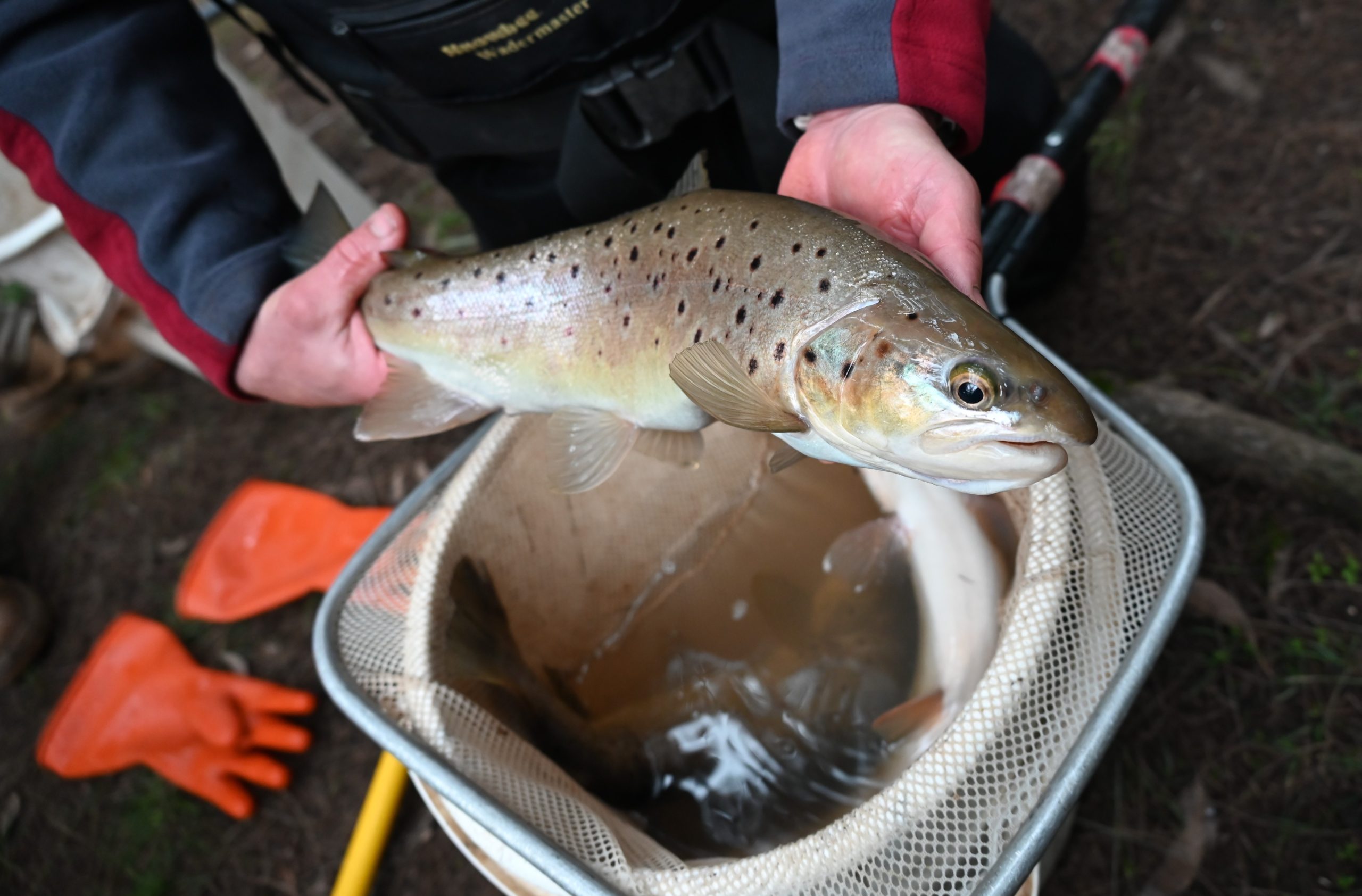 A win for anglers and threatened species - Fishing World Australia