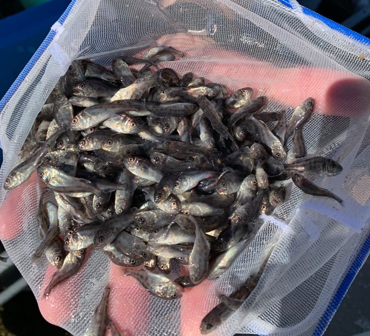 Record breaking mulloway stocking in NSW - Fishing World Australia