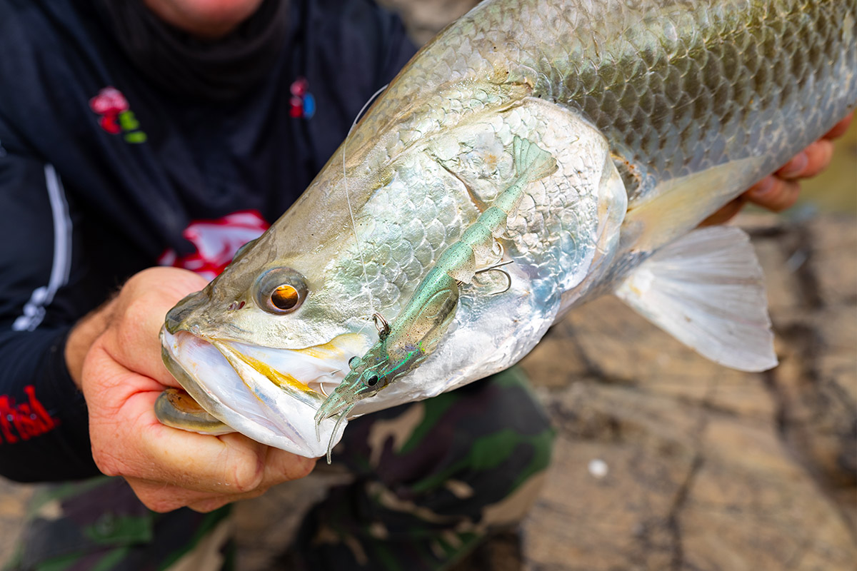 VIDEO: Berkley Shimma Shrimp soft vibe - Fishing World Australia