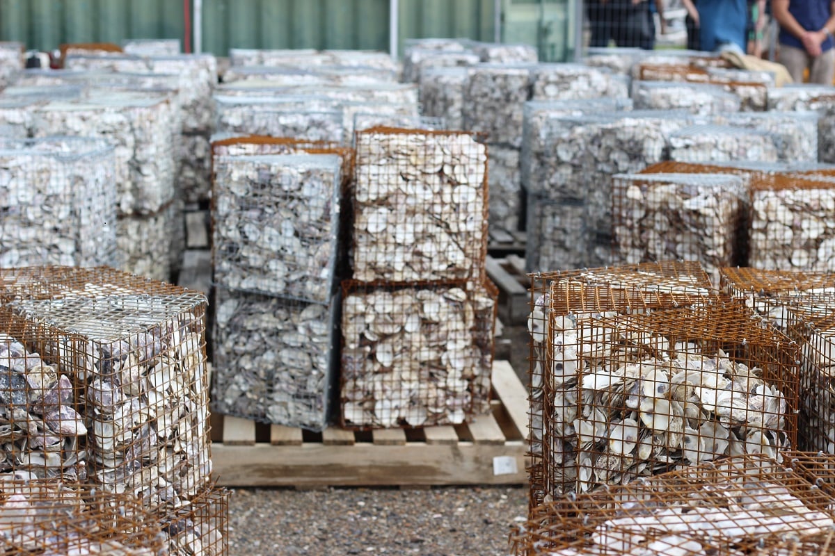 Largest community-driven shellfish reef restoration in Australia gets ...