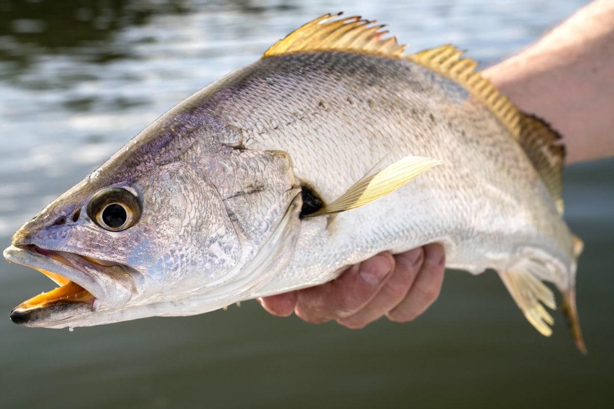 Draft Mulloway Harvest Strategy consultation period extended - Fishing ...