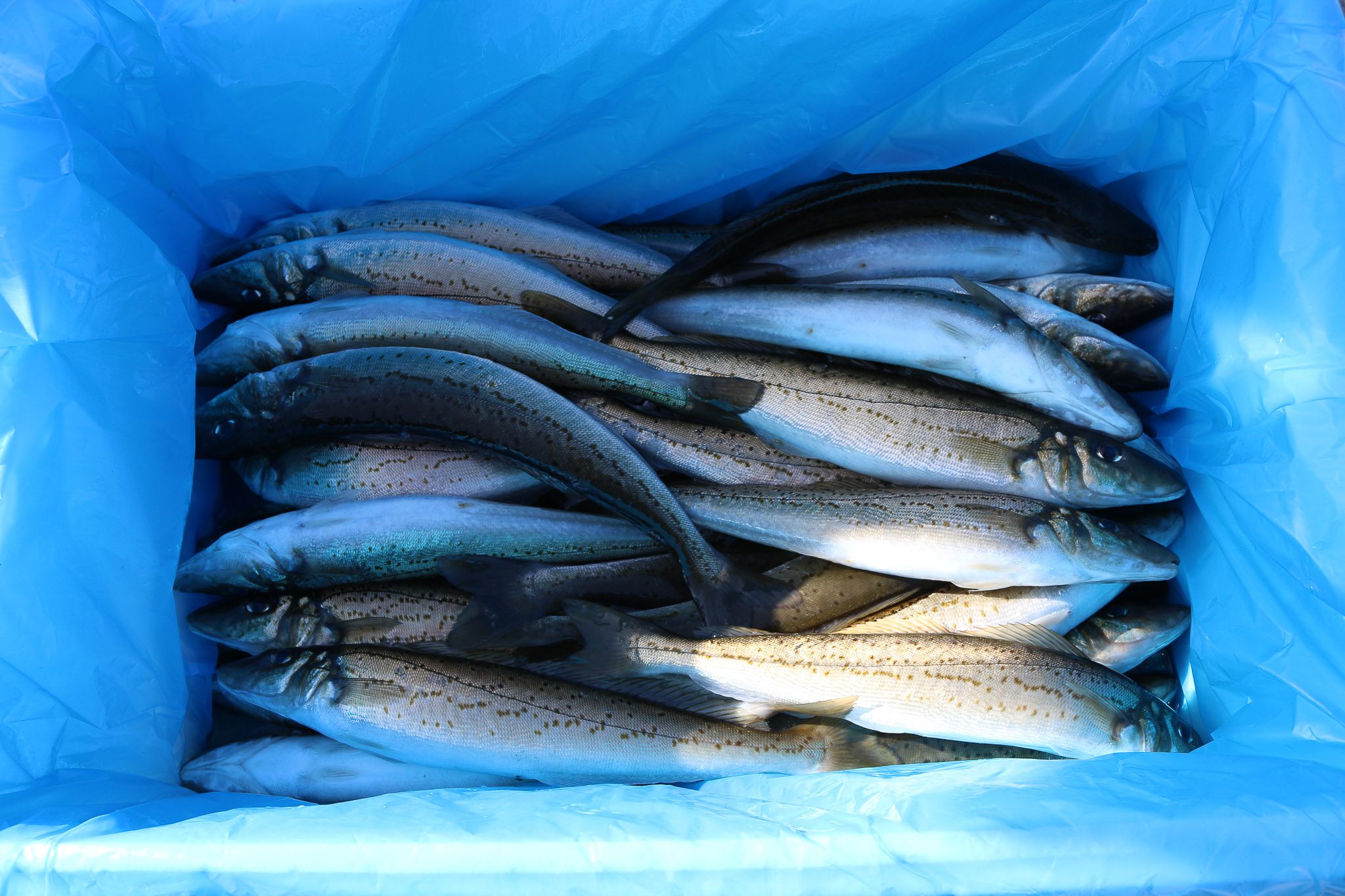 Have your say on Corner Inlet fishery management plan - Fishing World ...