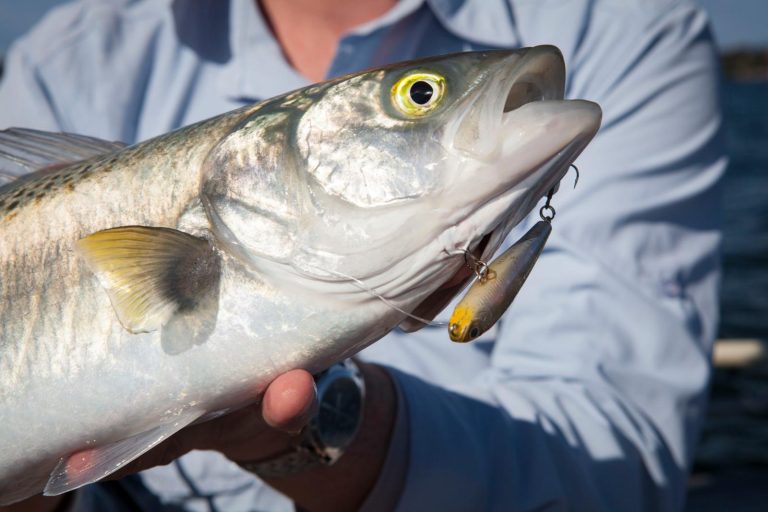 10 reasons to be skeptical about fish pain claims - Fishing World Australia