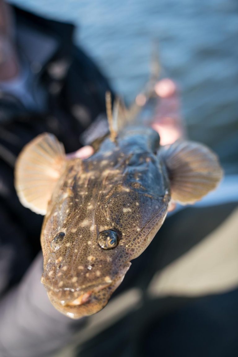 Flathead species of Australia - Fishing World Australia