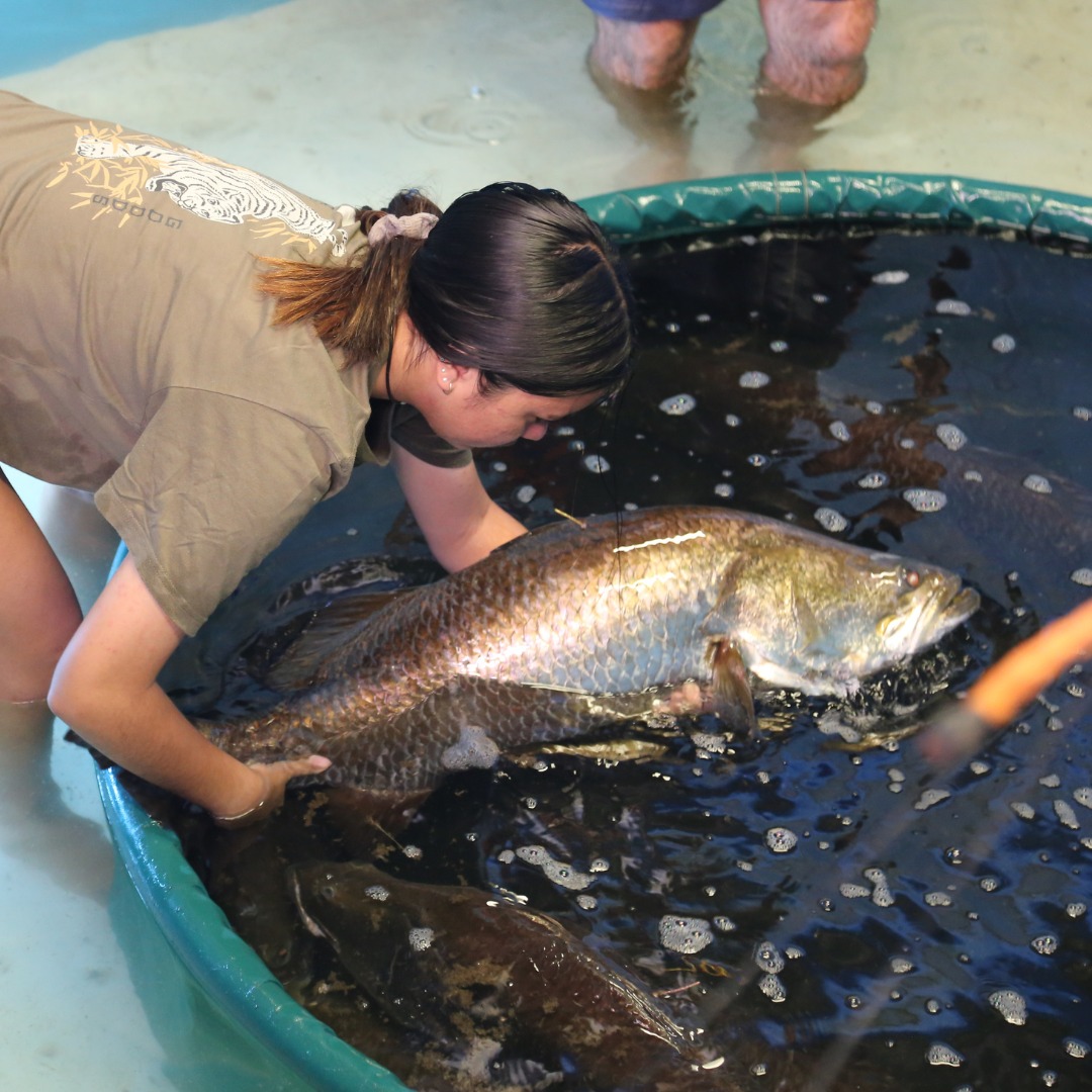 Breeding barra returned to the wild nine years and 2,000 kilometres ...