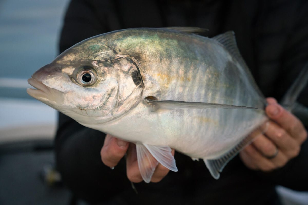NSW Fisheries seeks feedback on depleted and recovering species ...