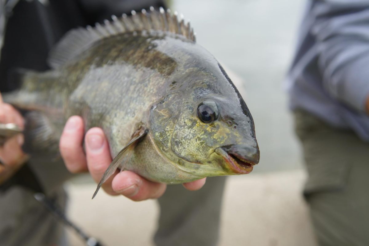 ENVIRONMENT: Long live luderick - Fishing World Australia