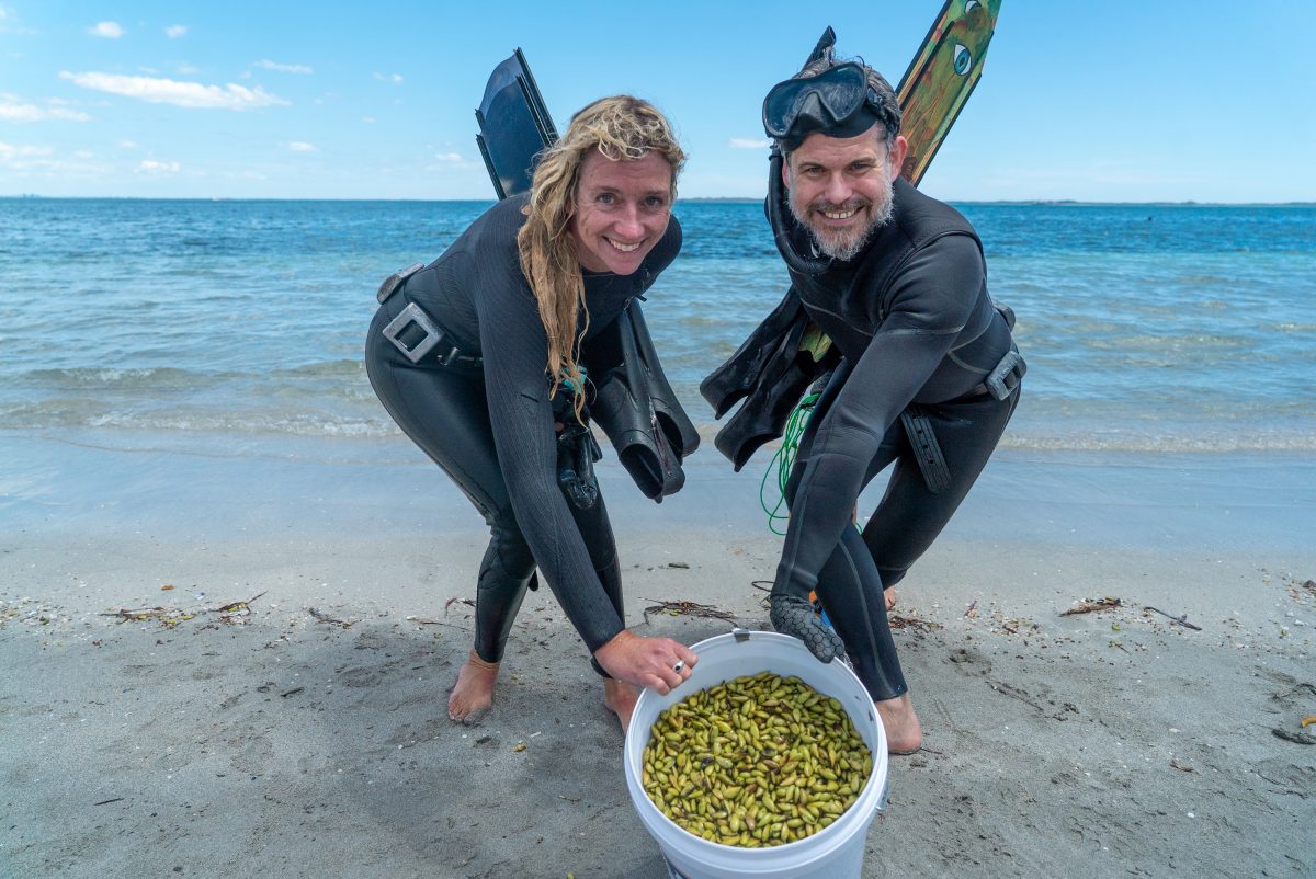One million seagrass seeds deployed in Cockburn Sound - Fishing World ...