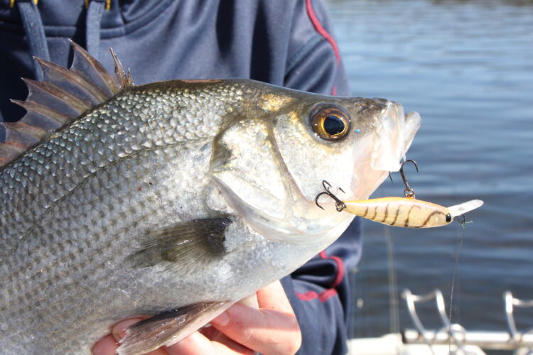 The search for perch - Fishing World Australia