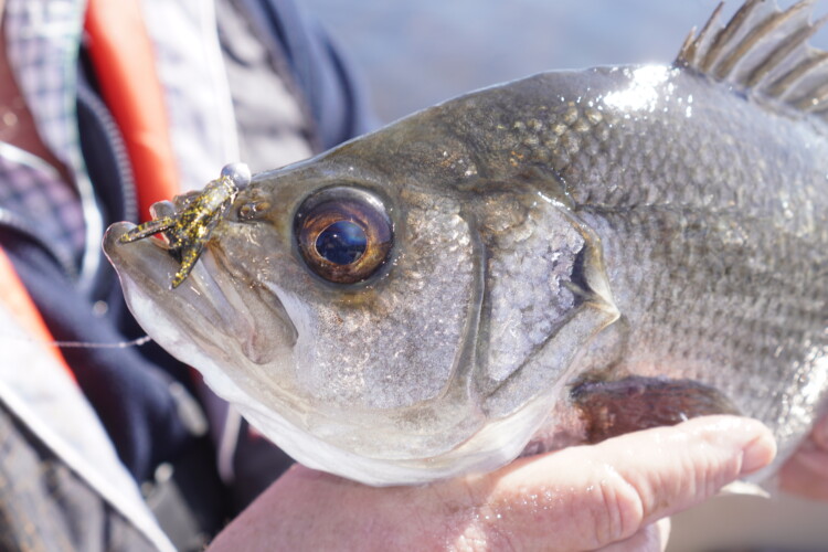 The search for perch - Fishing World Australia