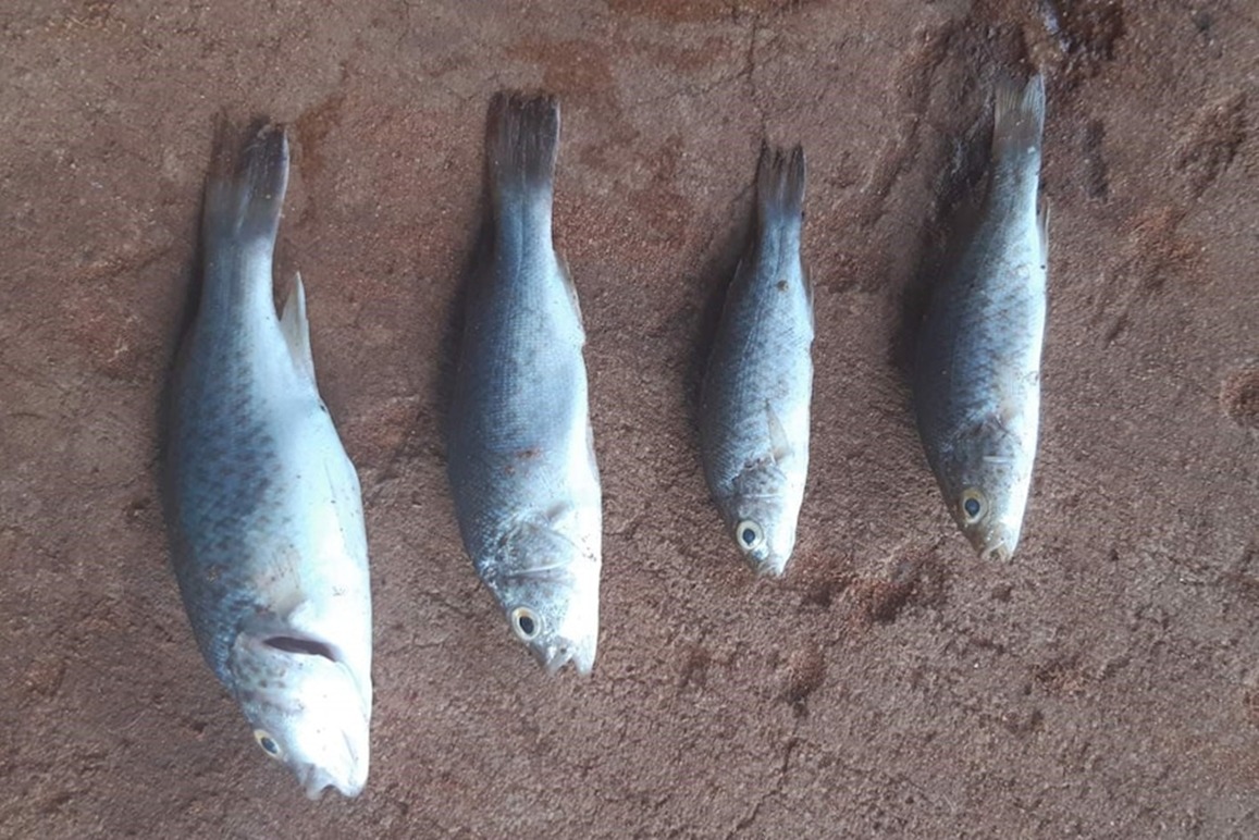 Fish "rained from the sky" in outback community - Fishing World Australia