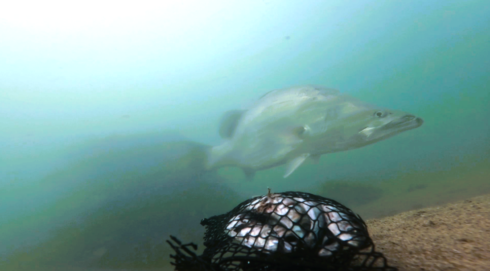 Pioneer River Fish Habitat Reef Modules thriving - Fishing World Australia