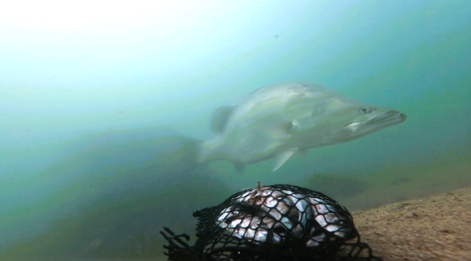 Pioneer River Fish Habitat Reef Modules thriving - Fishing World Australia