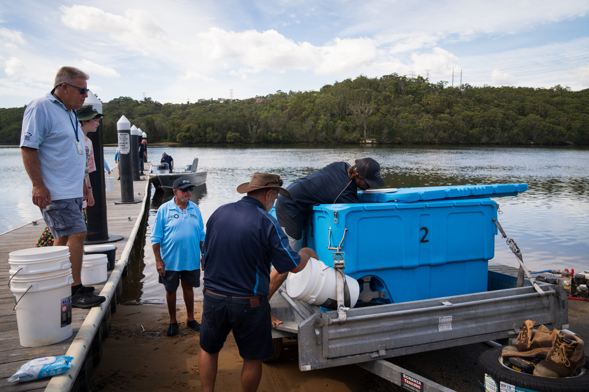 Mulloway released into Sydney's Georges River - Fishing World Australia