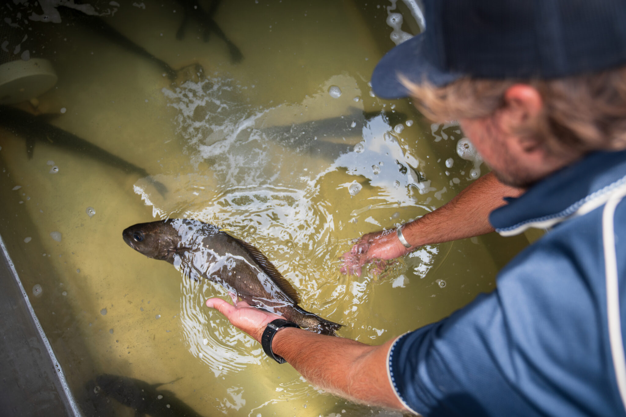 Mulloway released into Sydney's Georges River - Fishing World Australia