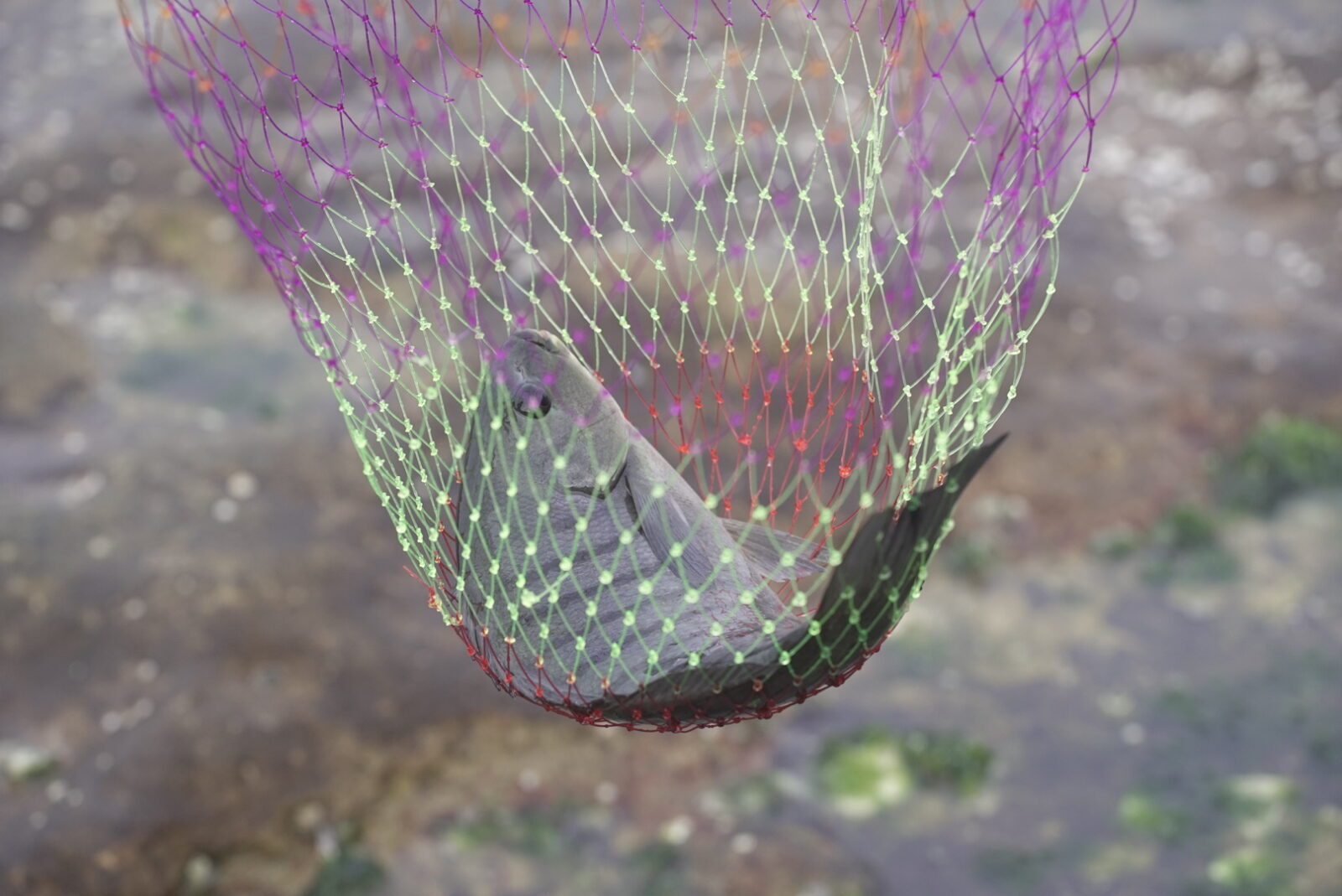 ENVIRONMENT: Shrinking fish? - Fishing World Australia