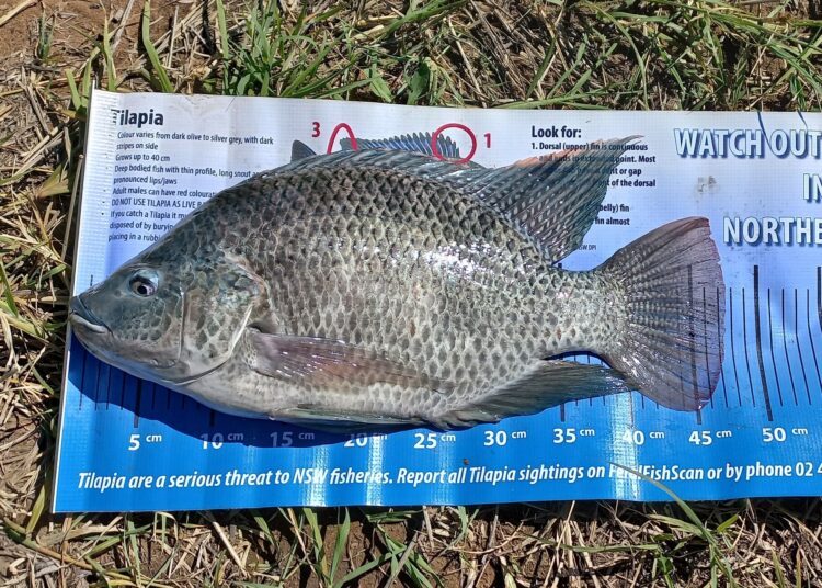 Albert Park Lake gets 15,000 silver perch - Fishing World Australia