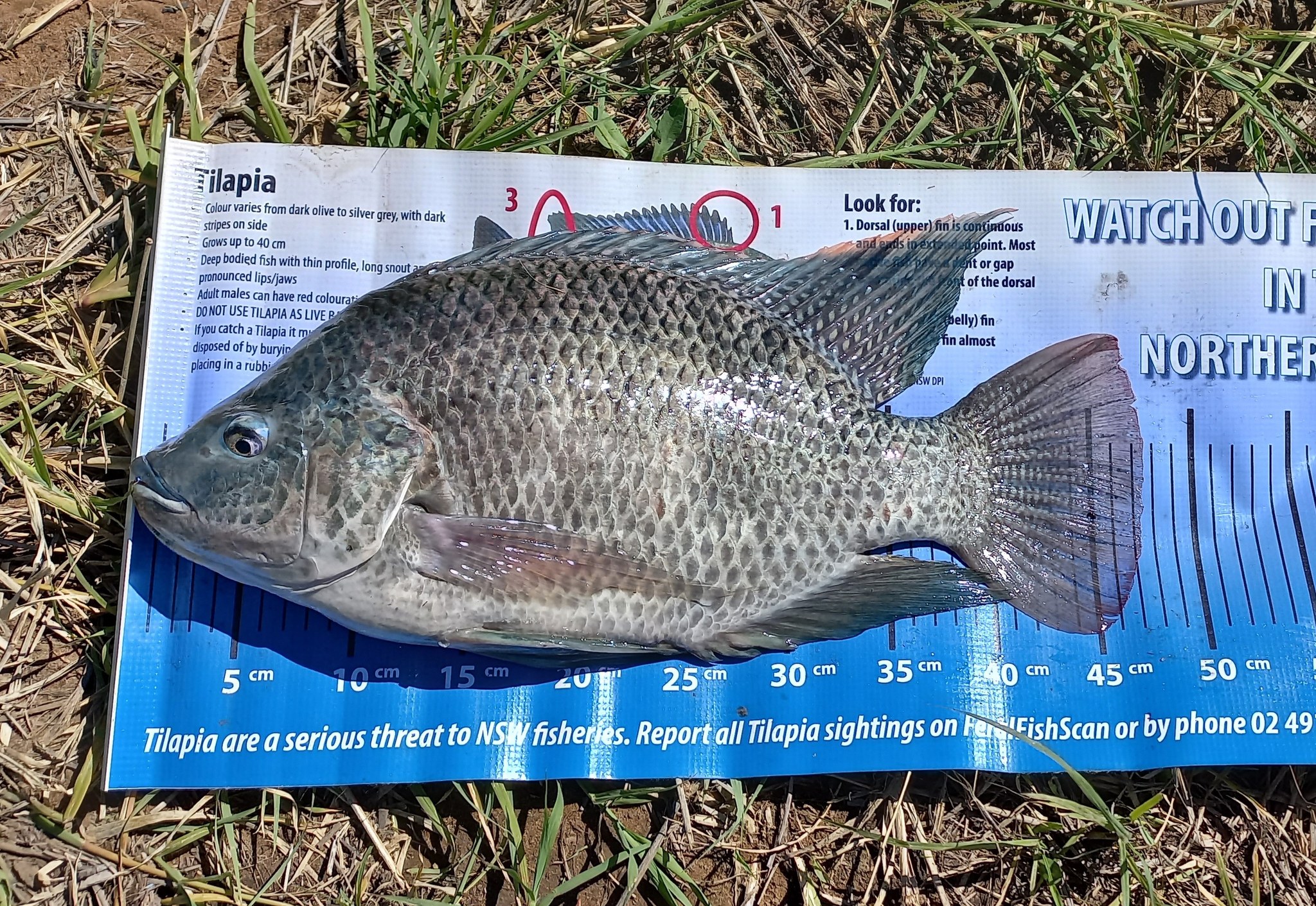 Tilapia Busters Fishing World Australia