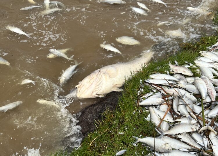 Fish Facts: Carp - Fishing World Australia