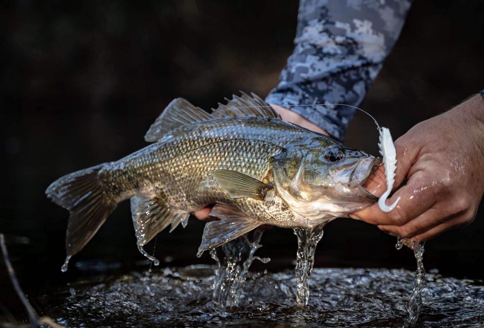 The lure of bass - Fishing World Australia