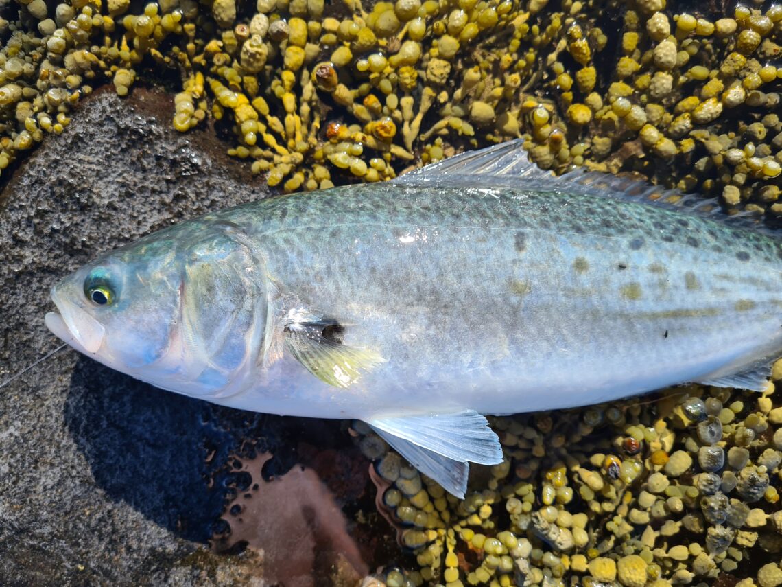 Light Tackle Rocks - Fishing World Australia