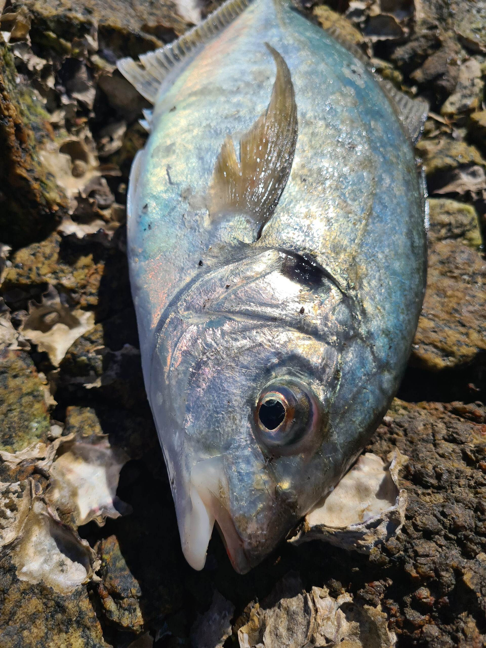 Fishing breakwalls - Fishing World Australia