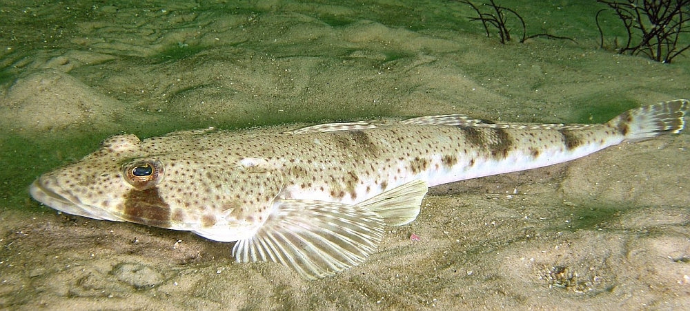 Tasmania's Scalefish Fishery rule changes - Fishing World Australia