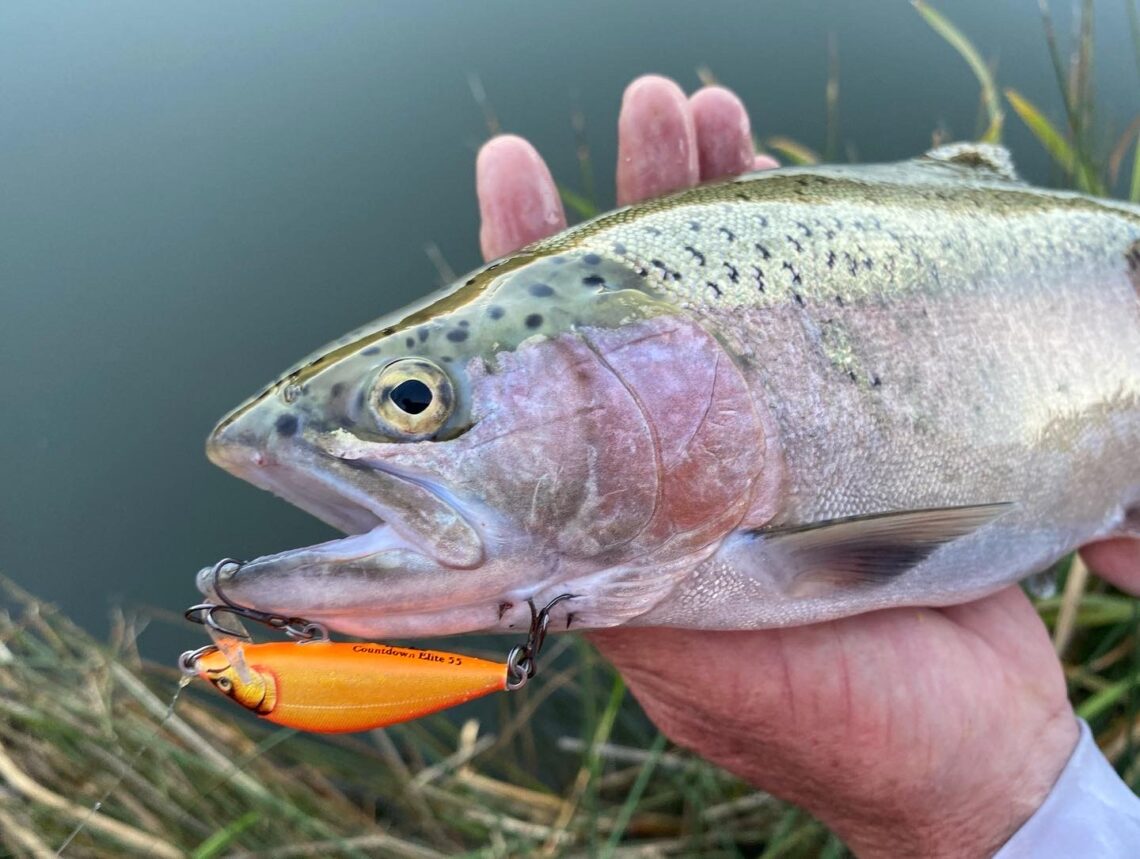 Trout basics - Fishing World Australia