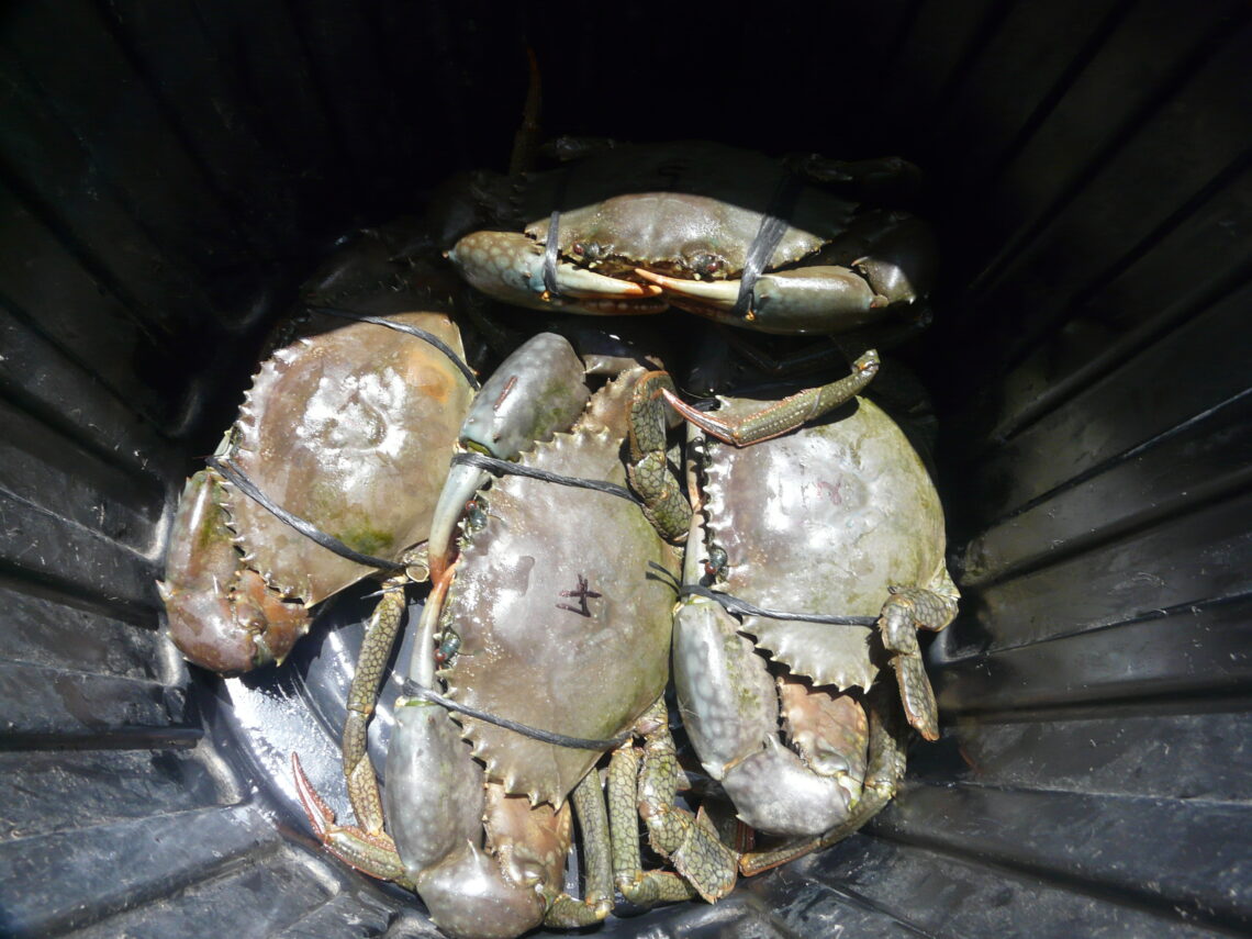 FISH FACTS: Mud crab migrations - Fishing World Australia