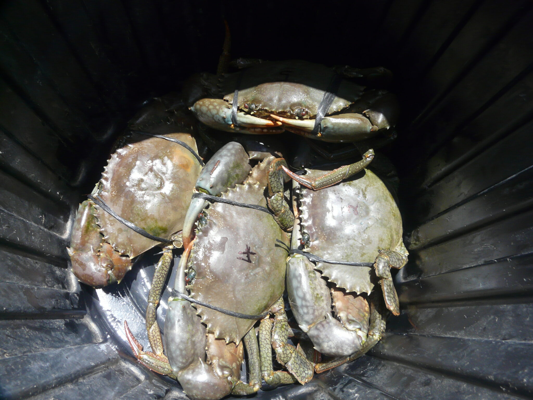 FISH FACTS: Mud crab migrations - Fishing World Australia