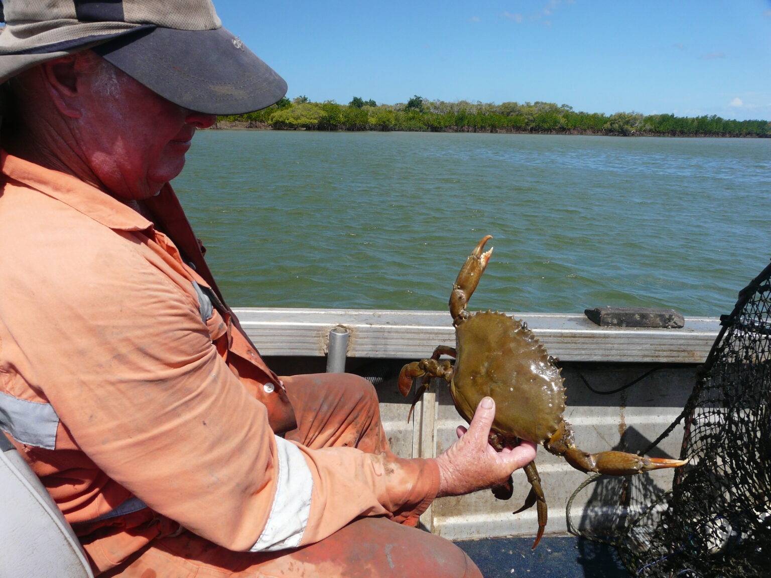 FISH FACTS: Mud crab migrations - Fishing World Australia