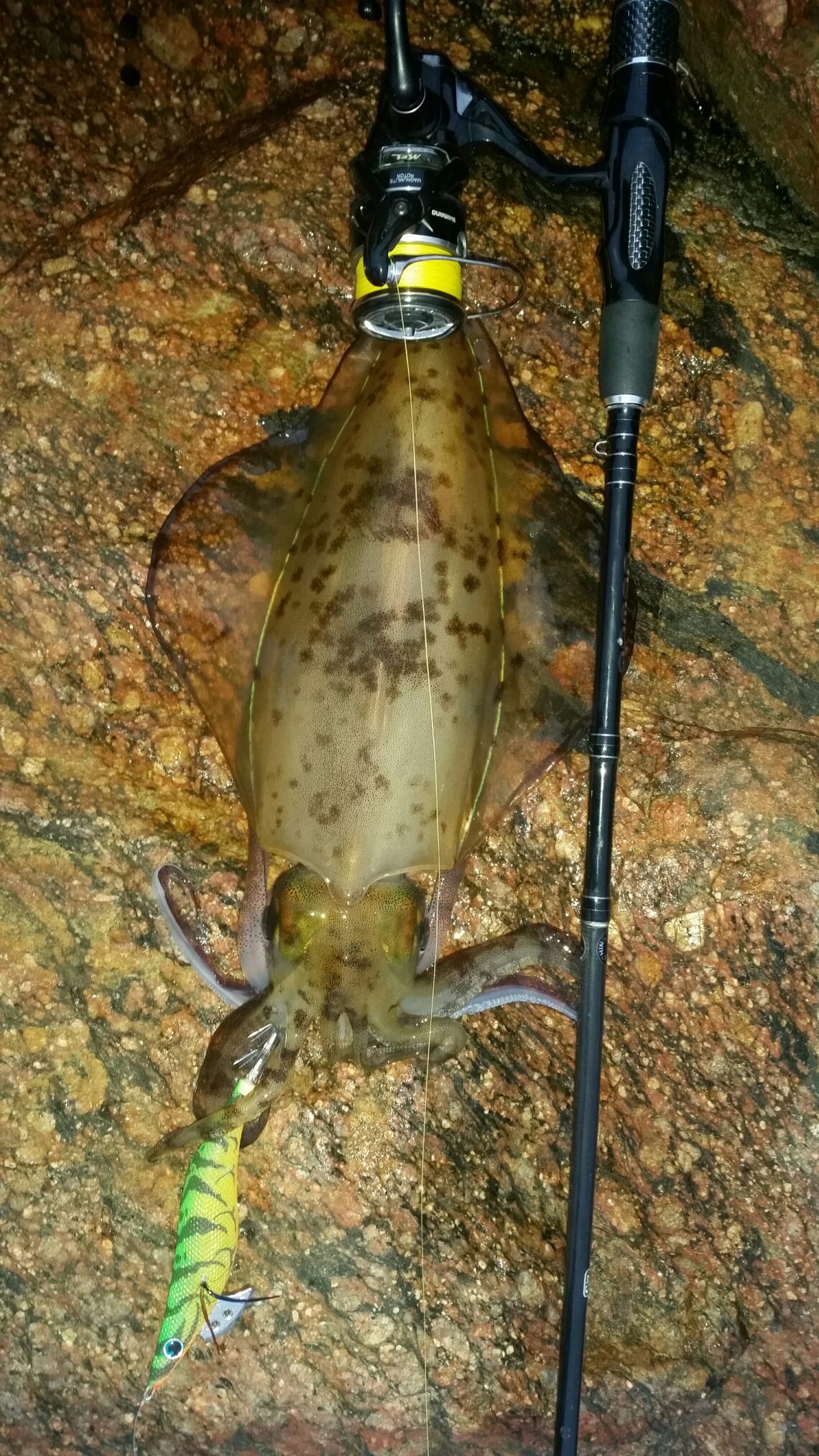 How to catch southern calamari - Fishing World Australia