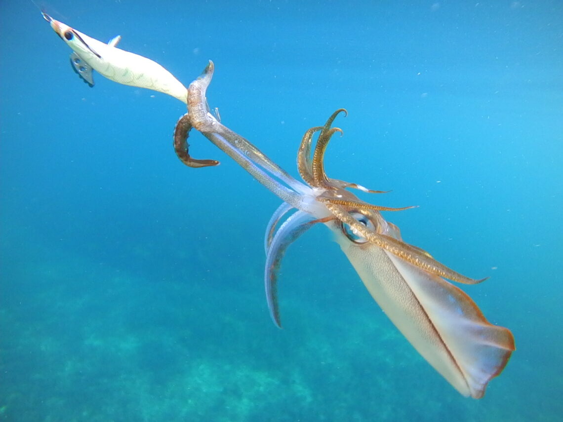 How to catch southern calamari - Fishing World Australia