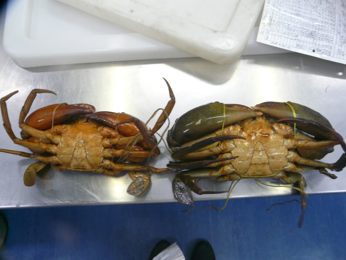 FISH FACTS: Mud crab migrations - Fishing World Australia