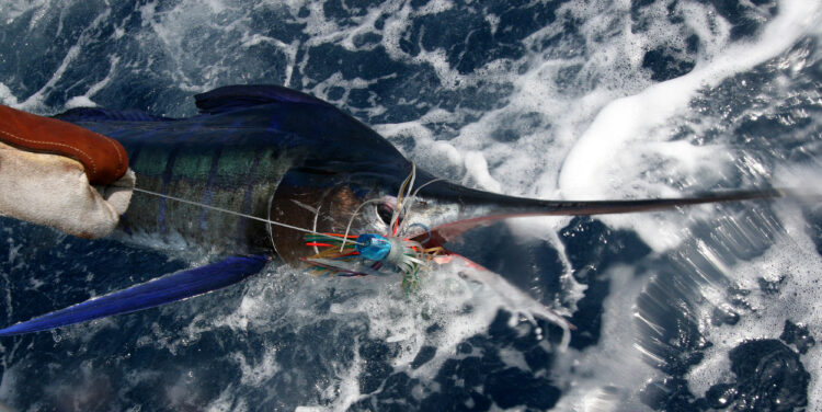 Finding Fish - Fishing World Australia