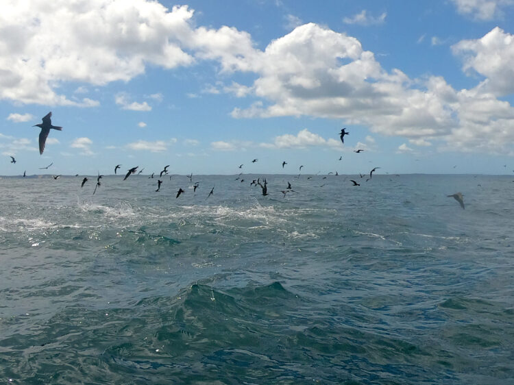 Finding Fish - Fishing World Australia