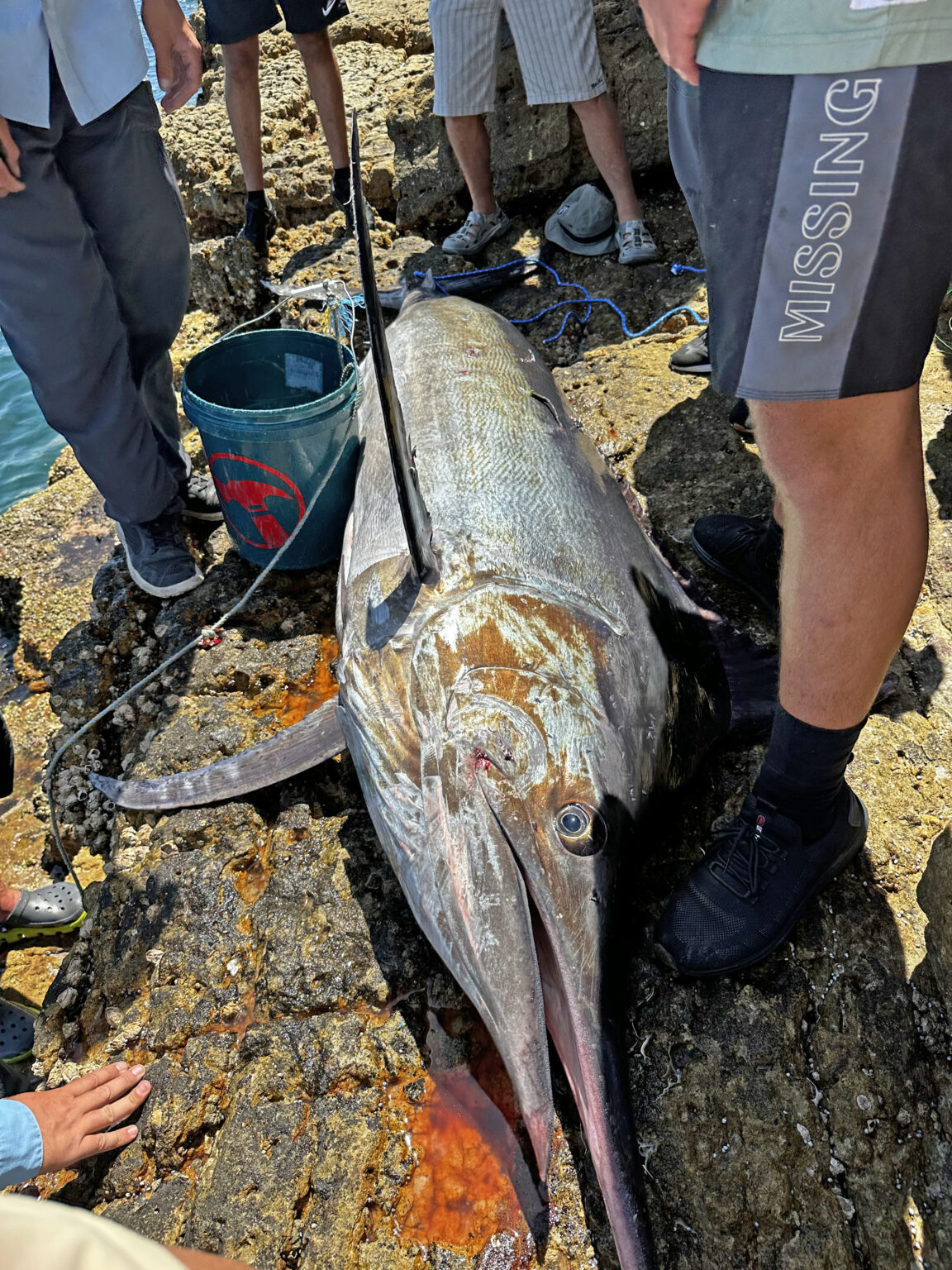 Land-based black marlin record caught at Jervis Bay - Fishing World ...